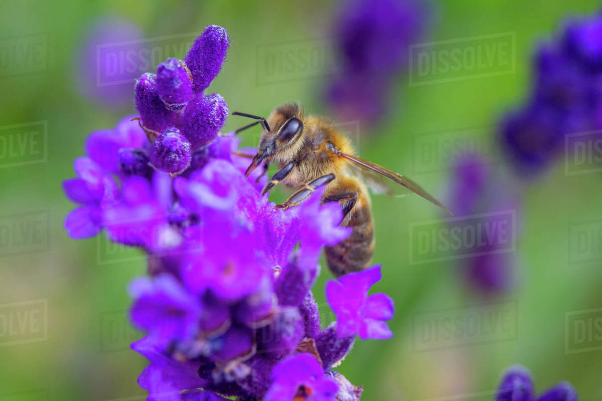 Honey Bee taking pollen from a Lavender plant in an English Garden ...