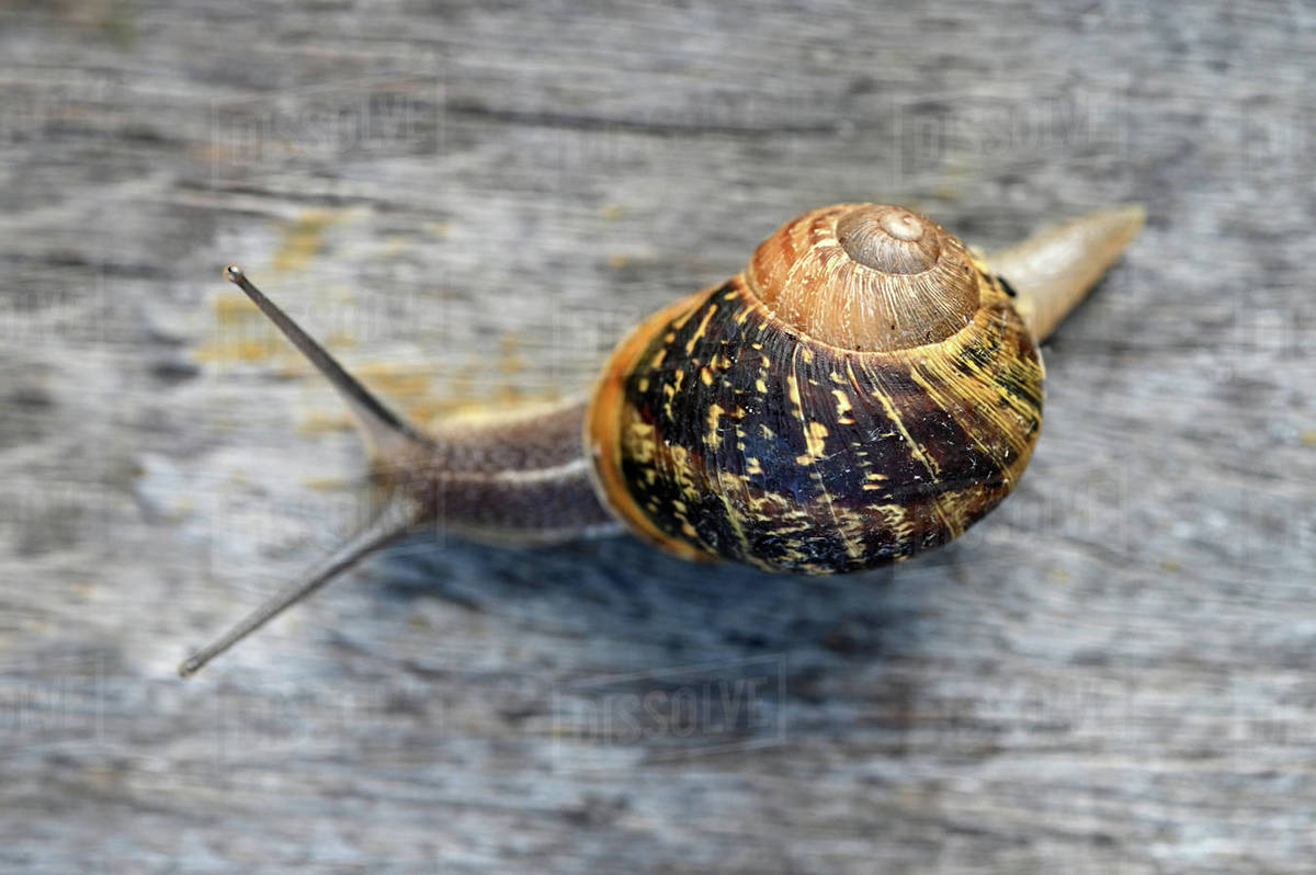 Aerial view of one snail crawling on a wooden board very slow. - Stock ...