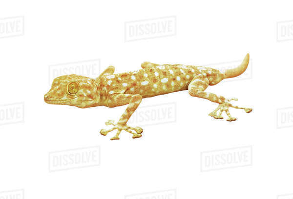Spotted Gecko lizard isolated on white background. - Stock Photo - Dissolve