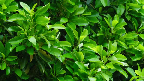 Wet tree after summer tropical rain, Tropical forest with a large tree ...
