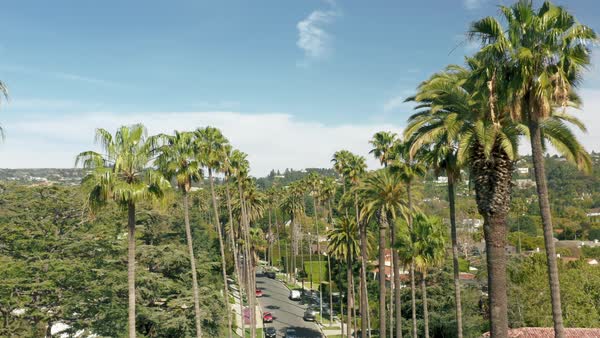 Drone flying over iconic Los Angeles palm tree lined street in Beverly ...