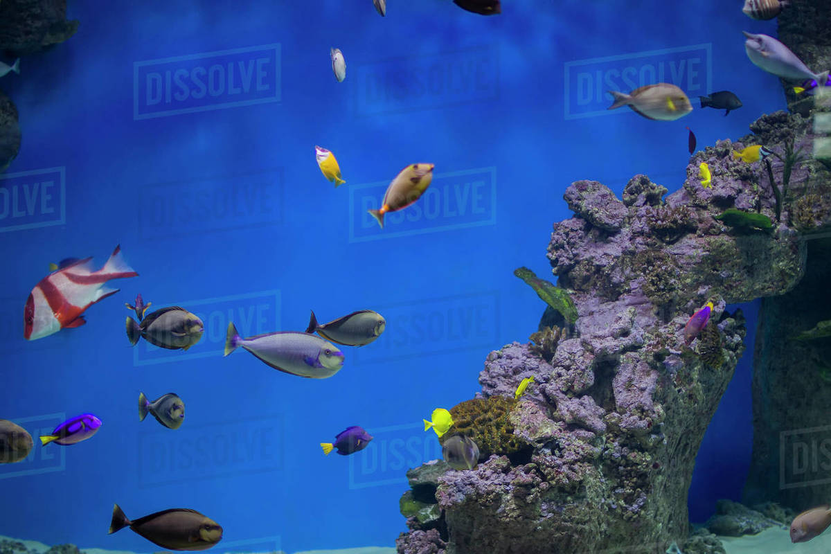 Multi-colored tropical fish on the background of reefs and corals ...