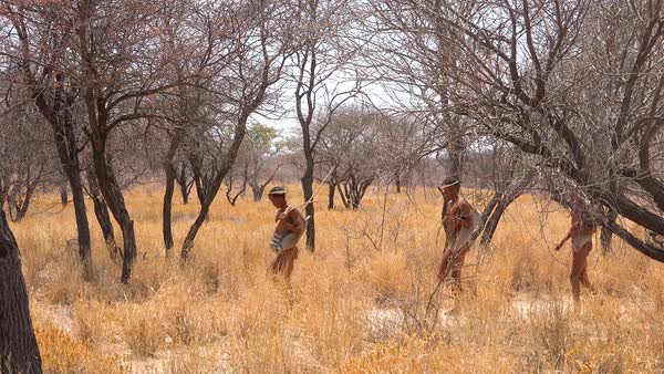 San tribal bushman hunters in Namibia Africa, walk quiety, sniff the ...