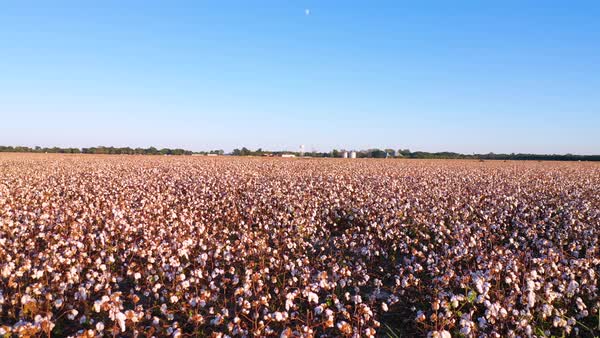 Excellent aerial under water irrigation system in cotton growing in a ...