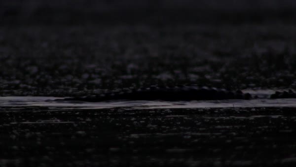 An alligator leaps at night with eye shining. - HD Royalty-free Stock ...