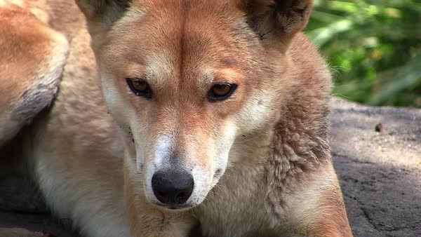 Close up of the face of a wild dingo dog sits in the sun in the bush in ...