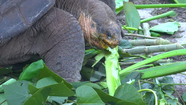 Land tortoises feed on greenery at the Charles Darwin Research Station ...