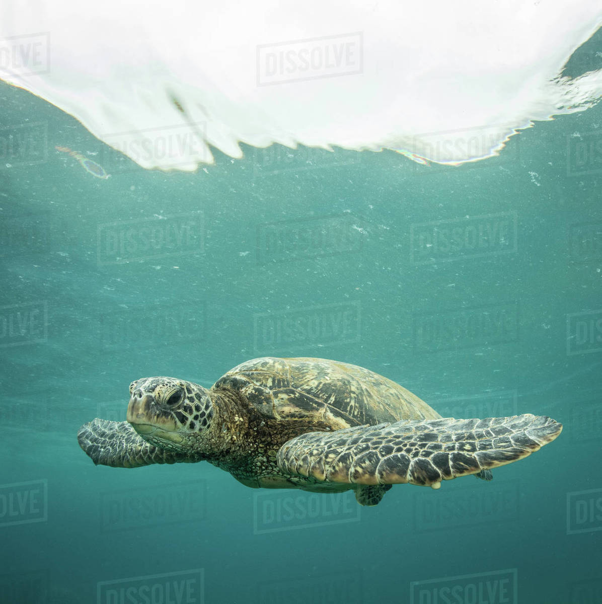 Hawaiian Green Sea Turtle cruising through clear water and over coral ...