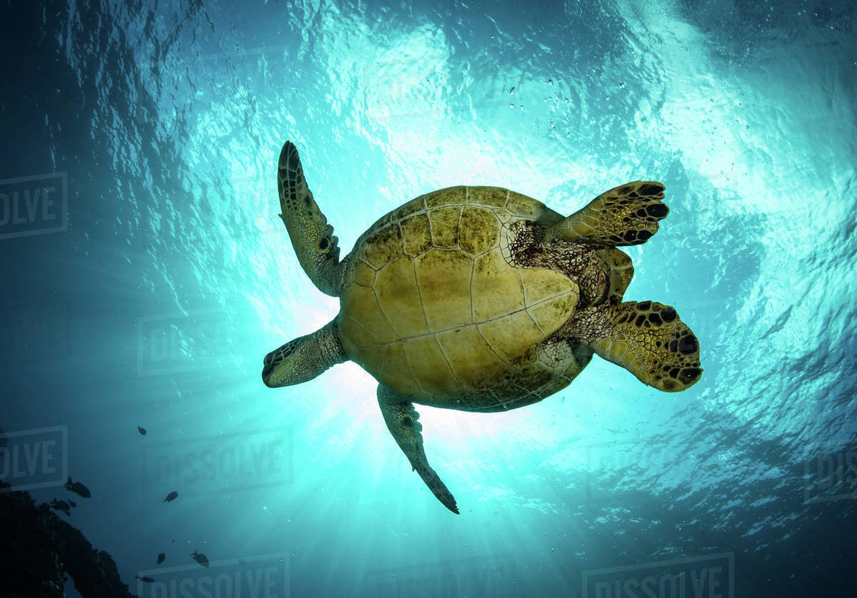 Hawaiian Green Sea Turtle cruising through clear water and over coral ...