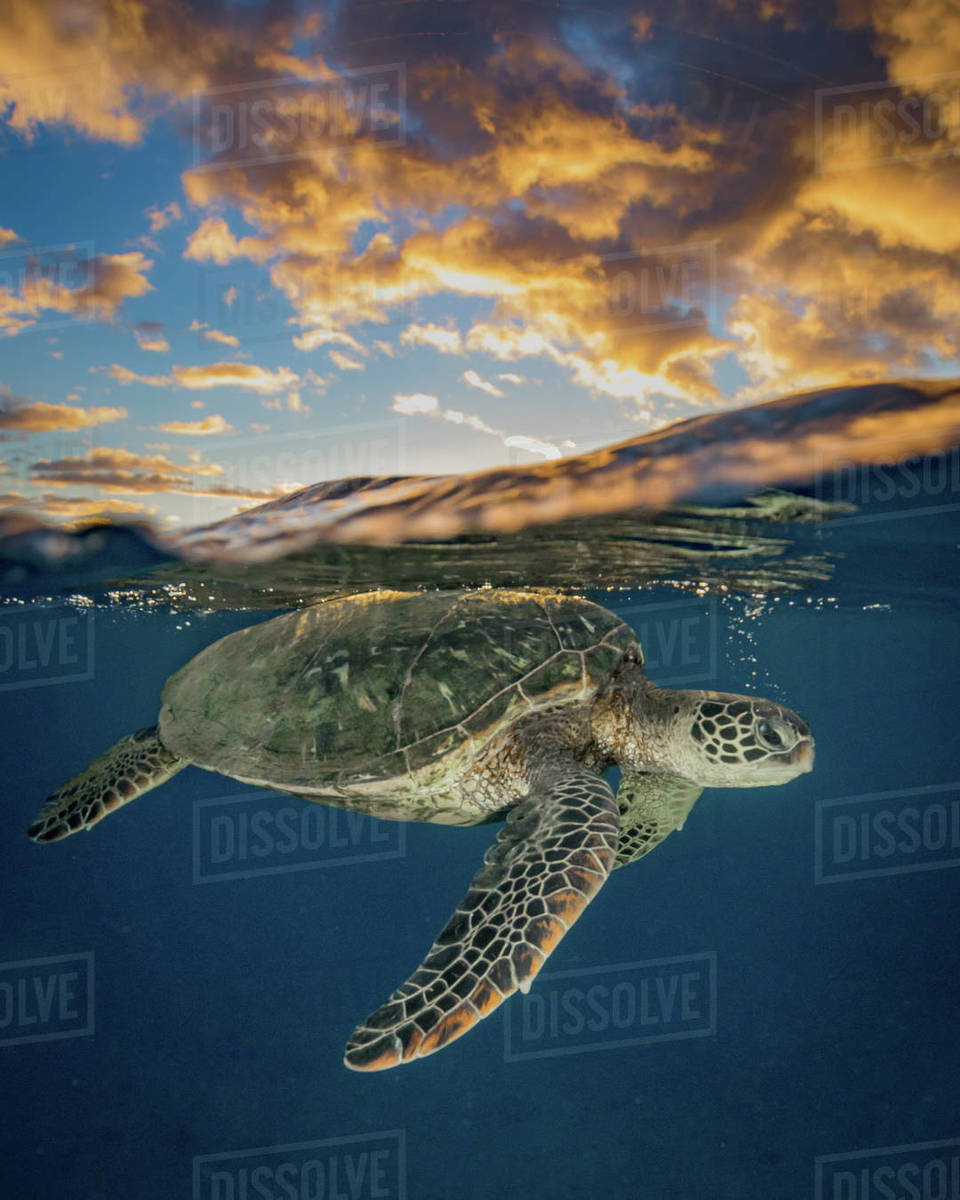 Hawaiian Green Sea Turtle cruising through clear water and over coral ...
