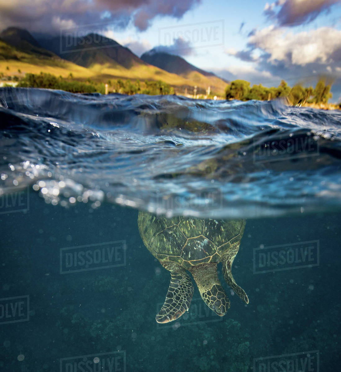 Hawaiian Green Sea Turtle cruising through clear water and over coral ...