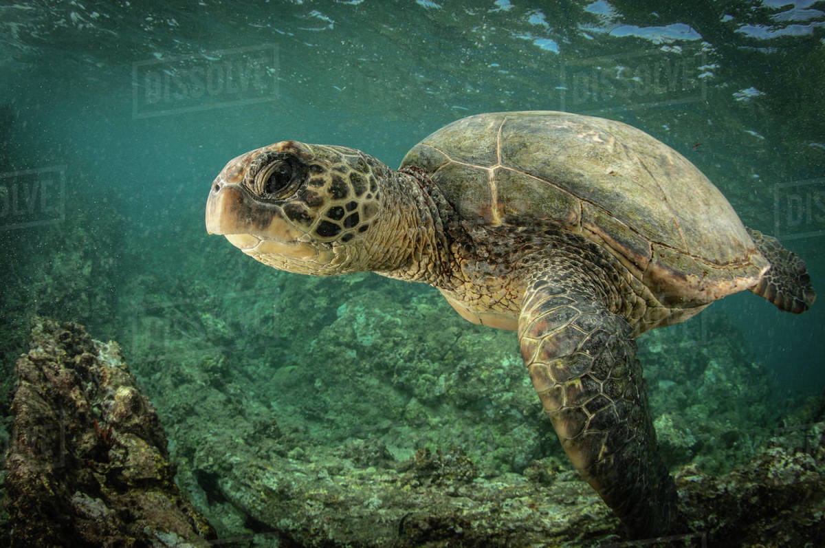 Hawaiian Green Sea Turtle cruising through clear water and over coral ...
