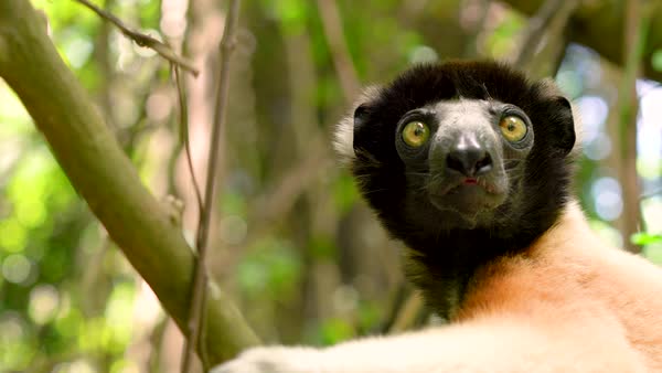 Endangered list Portrait of Crowned sifaka lemur seen in the forest ...
