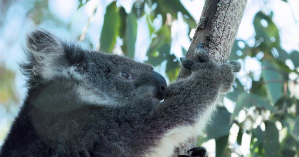 Koala Bear (Phascolarctos Cinereus) in Eucalyptus tree. Australian ...