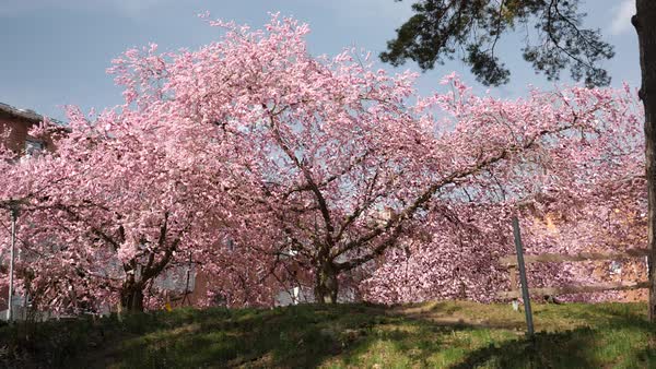 Sakura Cherry Blossom Trees Wide Tilt Shot, Low Angle - Stock Video ...