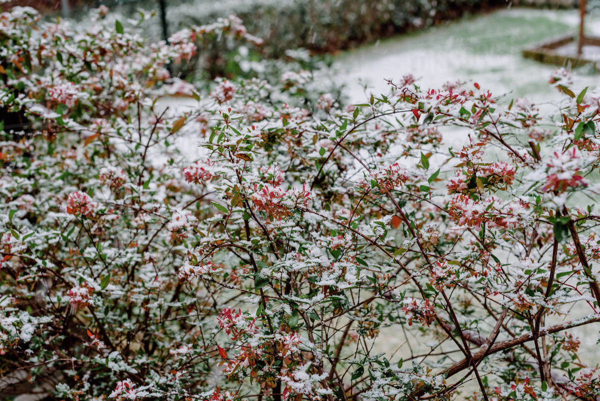 Colorful plants with snow. - Stock Photo - Dissolve