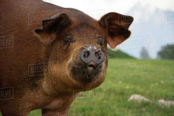 Domestic pig on a field of a European farm - Royalty-free Stock Photo ...