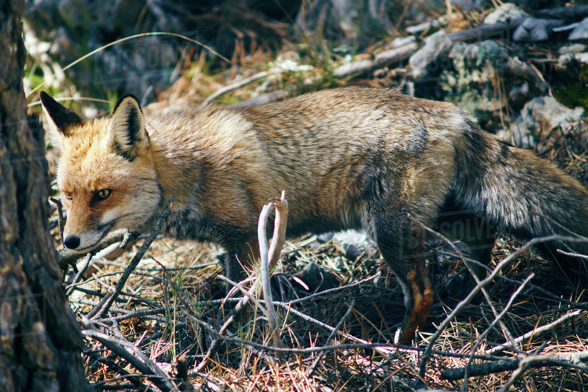 Fox in Cazorla - Royalty-free Stock Photo | Dissolve