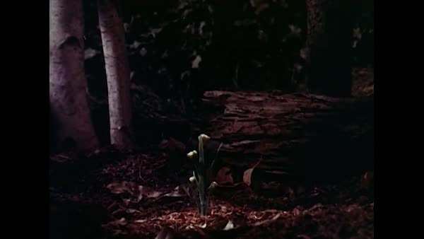 1976 - In this PSA for preventing forest fires, flowers and plants are ...