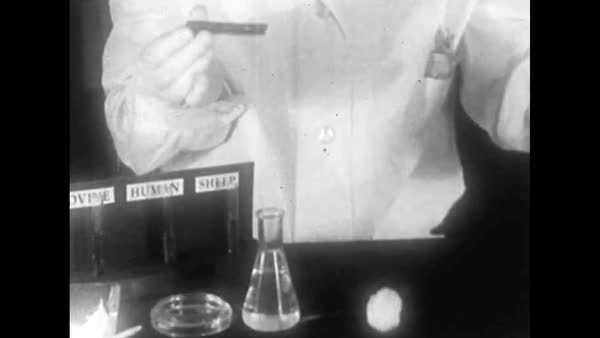 Blood from humans, sheep and cows all look identical under a microscope ...