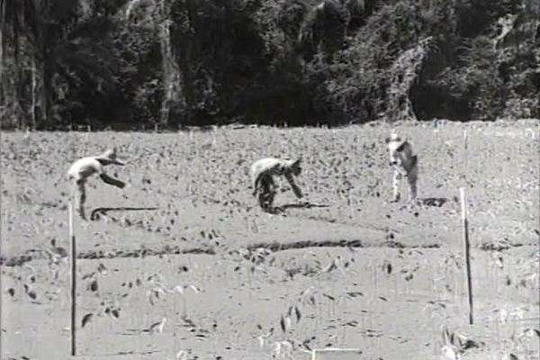 Logging of forests and building roads along the Amazon River in Brazil ...