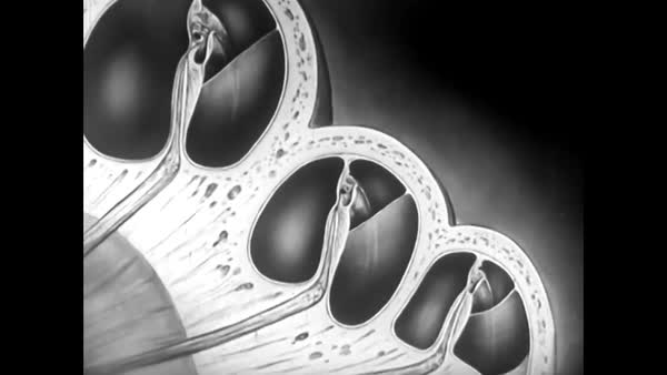 The vestibule, oval window and round window of a human ear are shown ...