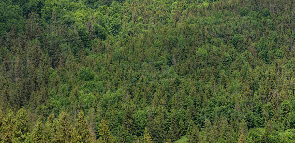 Abstract green forest. Top View Green Forest Landscape . Natural Green ...