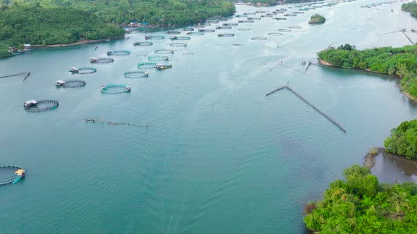 Fish cage for tilapia, milkfish farming aquaculture or pisciculture ...