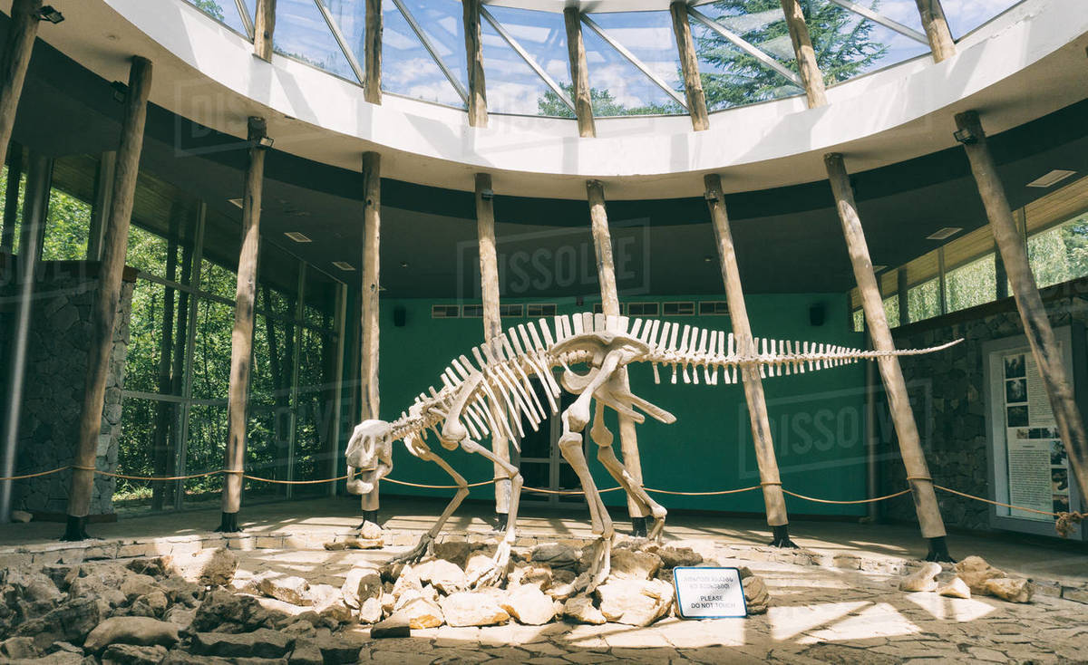 Dinosaur Mockup - Stock Photo - Dissolve