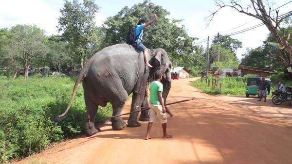 SIGIRIYA, SRI LANKA - FEBRUARY 2014: Elephant ride in Sigiriya. These ...
