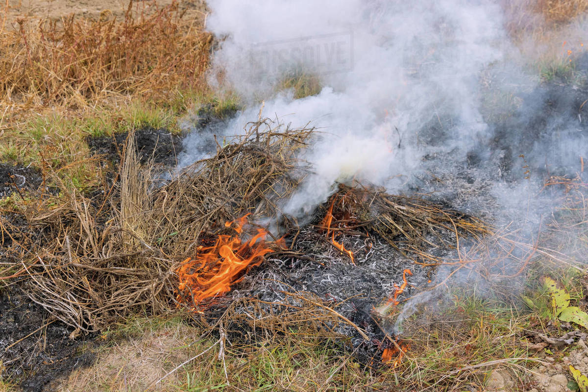 Ecological problem air pollution with dry grass burns fire and smoke in ...
