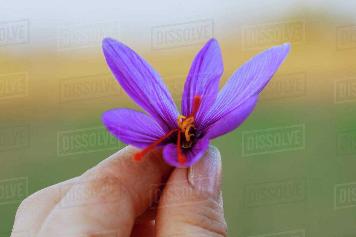Worker hold hand gathering saffron flowers during harvesting season ...