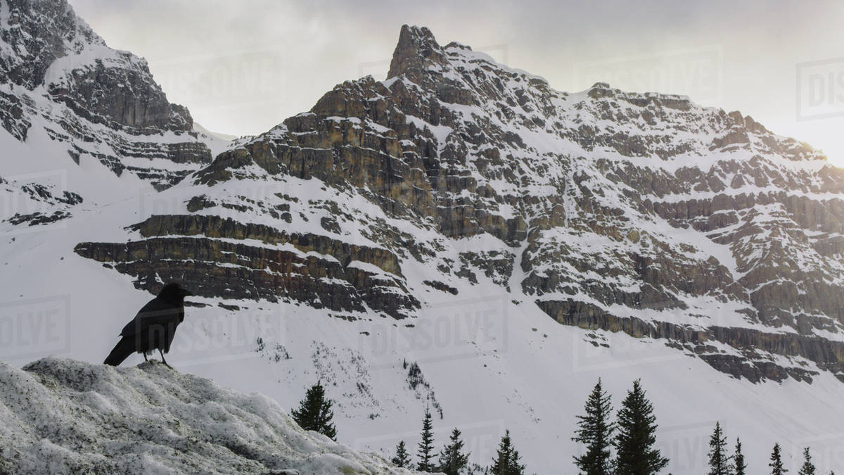 Large jagged mountain face with Raven perched in foreground - Royalty ...