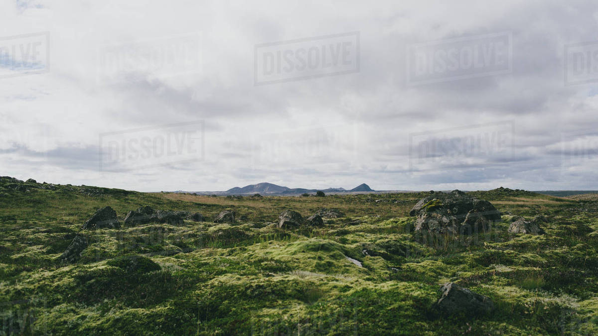 Mossy landscape - Royalty-free Stock Photo | Dissolve