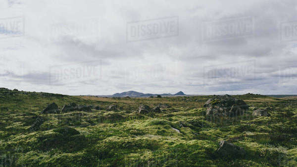 Mossy landscape - Royalty-free Stock Photo | Dissolve