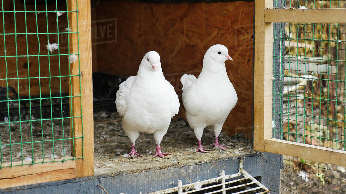 German Modena white couple pigeon. Beautiful pigeons sitting on a ...