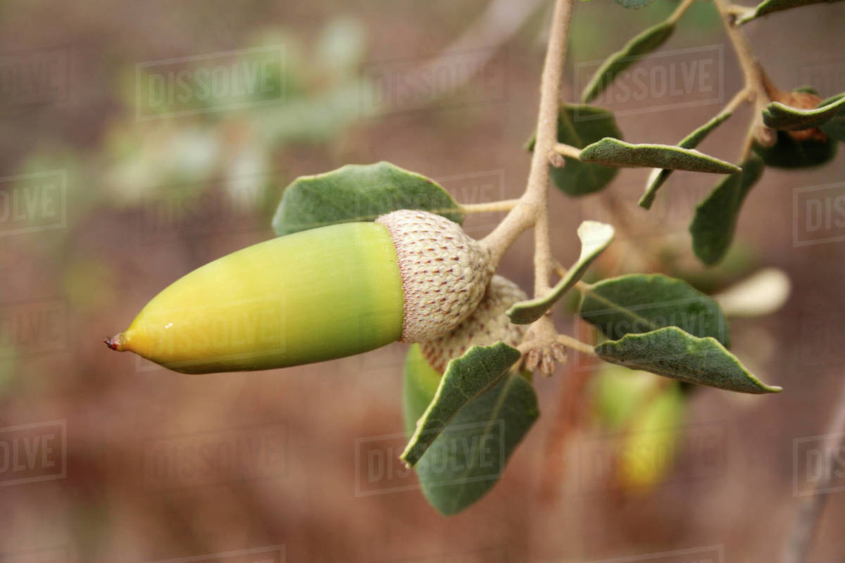 Green acorn on tree isolated from the background horizontally - Stock ...