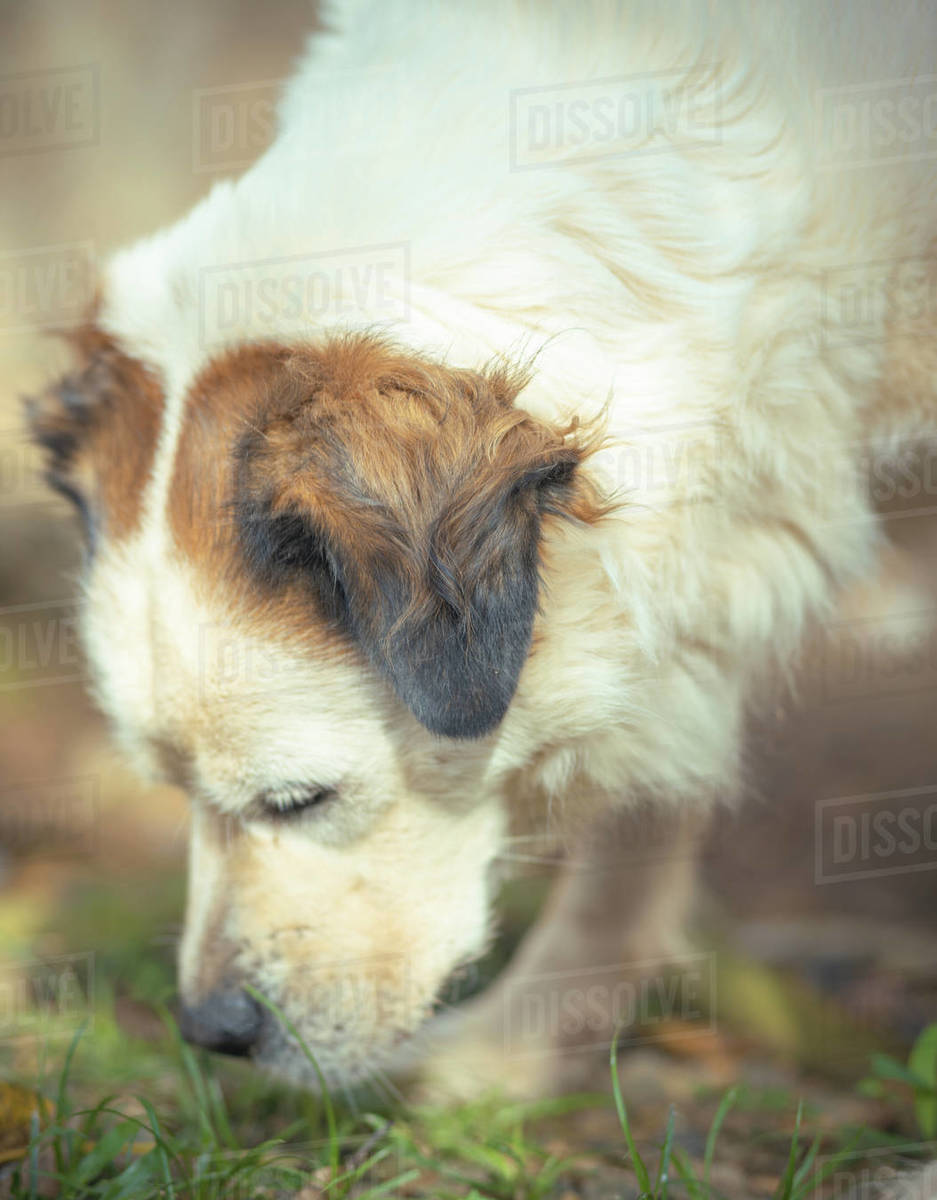big beautiful dogs have fun at home - Stock Photo - Dissolve