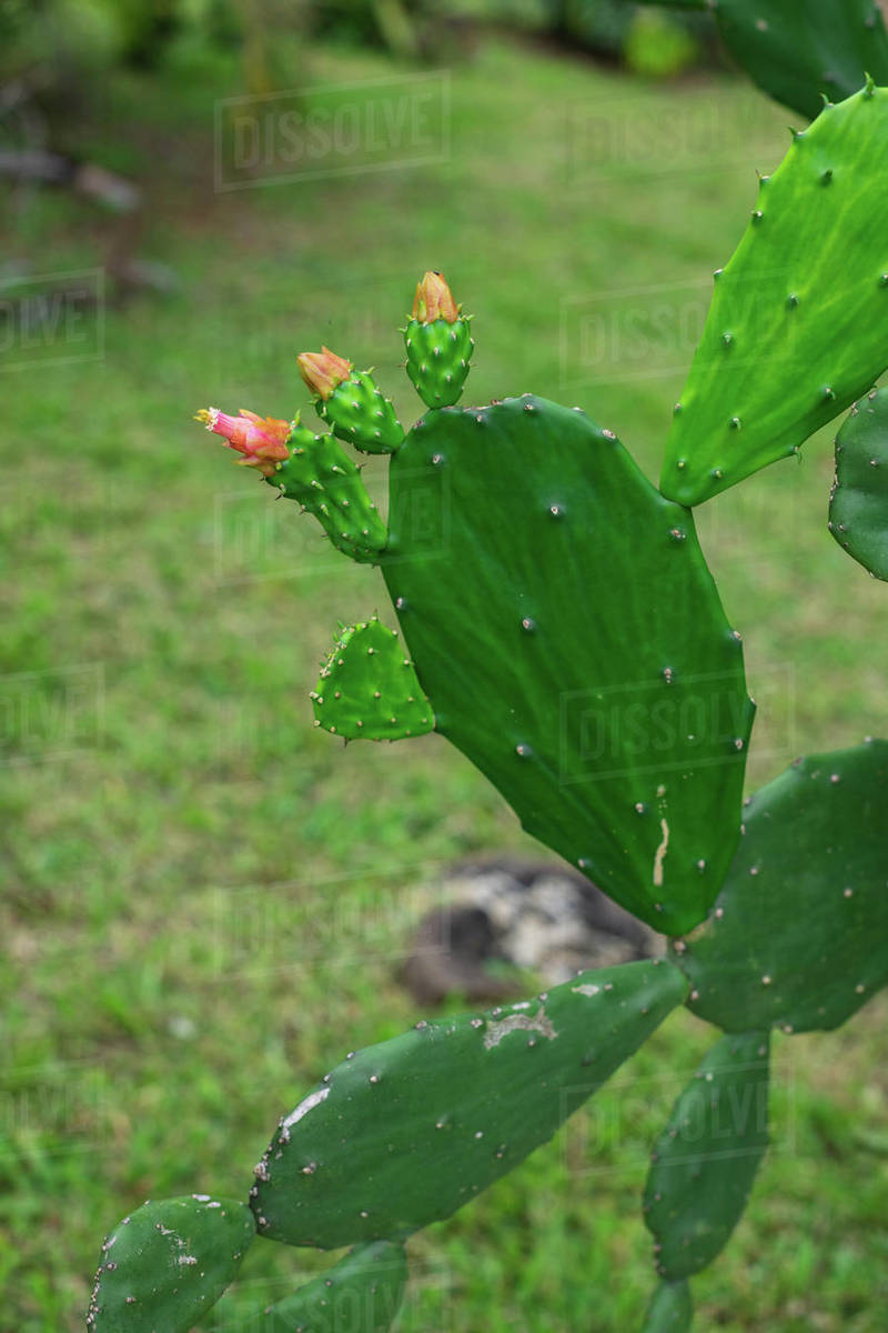 green cactus with three flowers on its petal - Stock Photo - Dissolve
