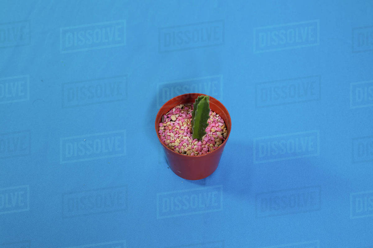 candlestick cactus with decorative stones ideal for desks - Royalty ...