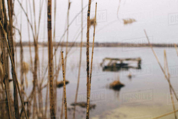 Reed texture closeup. Blurred background and reed stalks create a ...