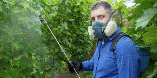 Gardener Applying Insecticide Fertilizer To His Crops. Using A Sprayer ...