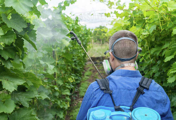 Gardener Applying Insecticide Fertilizer To His Crops. Using A Sprayer ...