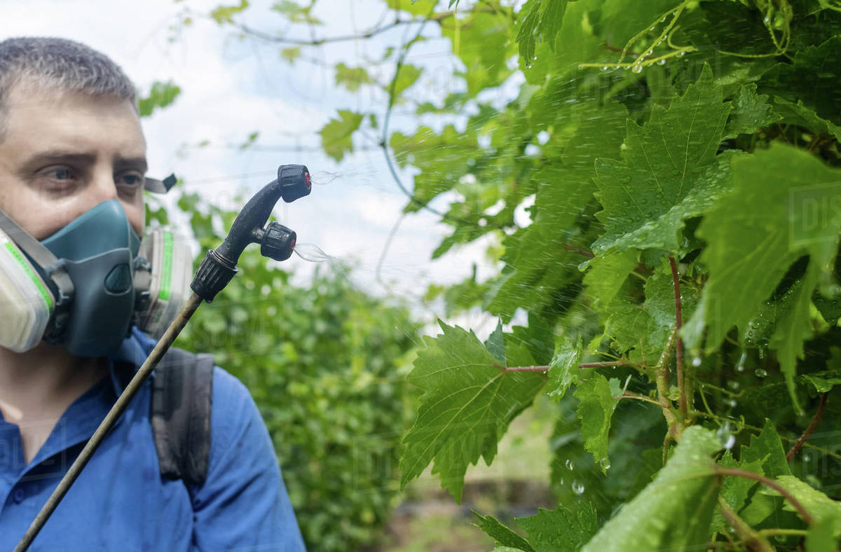 Gardener Applying Insecticide Fertilizer To His Crops. Using A Sprayer ...