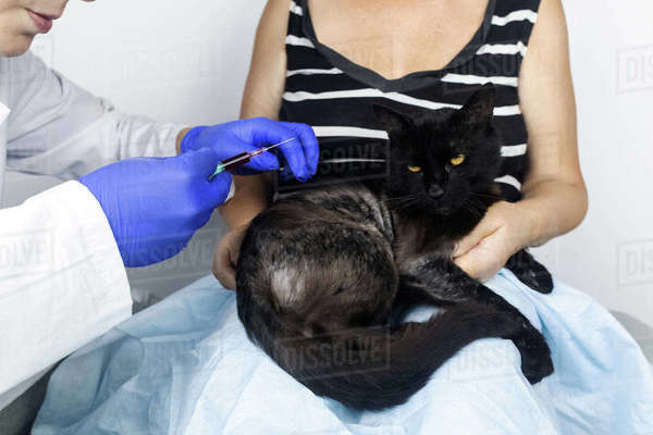 Cat has fur problem. Bald patches and dermatitis. Subcutaneous tick ...