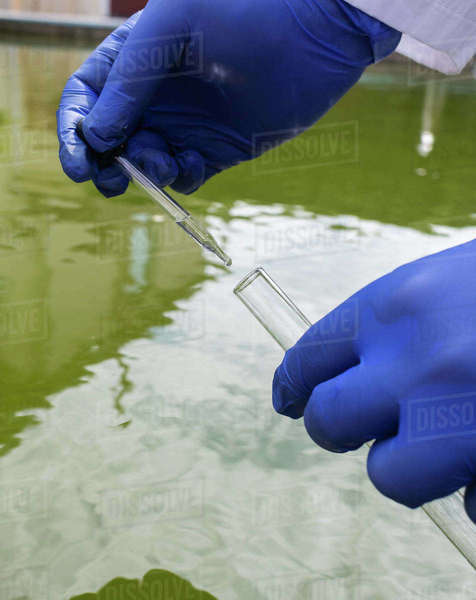 Water sample. Bacterial control of pool water. Checking the amount of ...