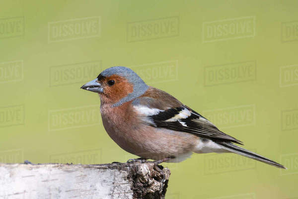 Common finch Fringilla coelebs sits on a stump. - Stock Photo - Dissolve