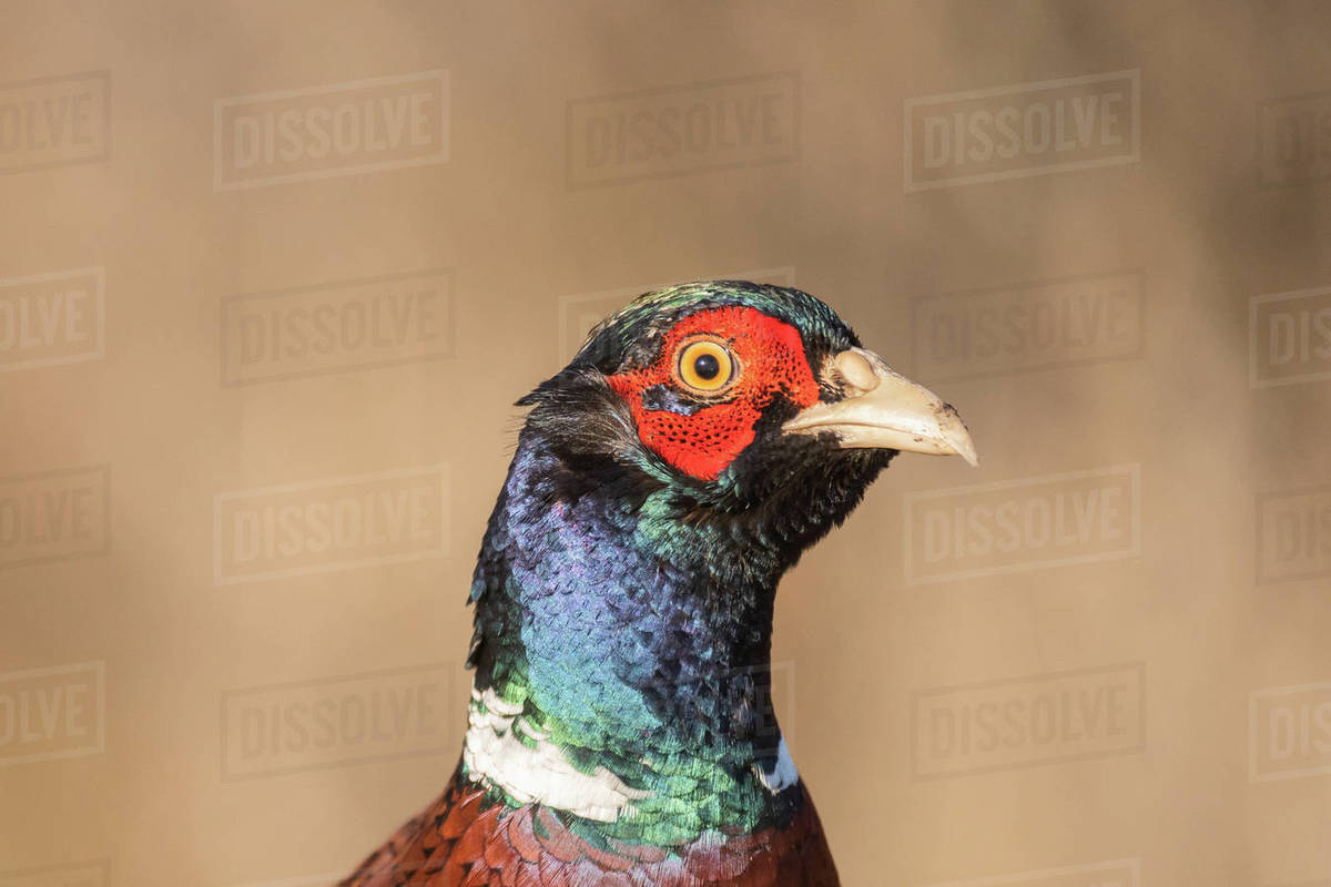 Head male colorful Common Pheasant Scientific name Phasianus colchicus ...