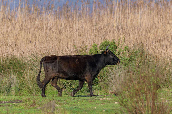Bull, side view of brown elongated bull looking intently in the meadow ...