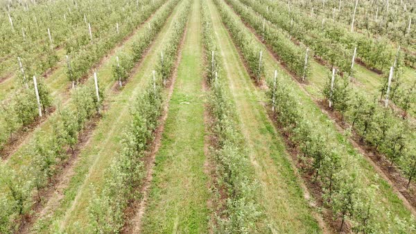 Flying drone between the rows of Apple orchard. Young Apple orchard ...